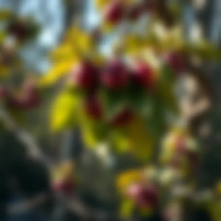 Exploring the American Plum: Functions and Benefits